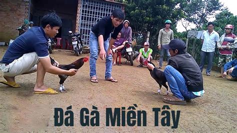 Đá Gà Miền Tây Là Gì Vì Sao Lại Hấp Dẫn đến Vậy
