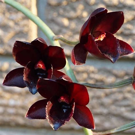 Fredclarkeara After Dark Svo Black Pearl Fccaos Orchid Exotic