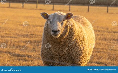 White Sheepsheep Farm Farm Animals White Lamb In Paddockbreeding