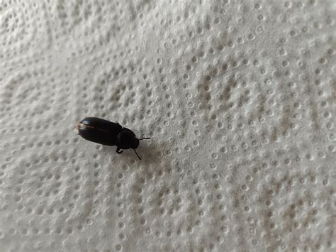 Aký To Je Chrobák Modrý Koník