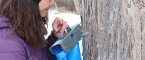 Why You Should Freeze And Melt Maple Sap Before Boiling Hobby Farms