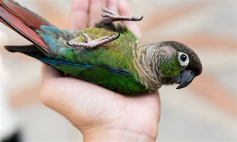 What Type Of Bird Is Ari Green Cheeked Conure