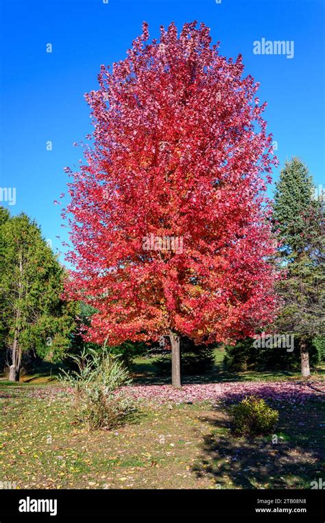 Sugar Maple Drought Tolerance At Stephanie Bauer Blog
