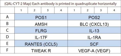 Rabbit Cytokine Array Q1 Raybiotech