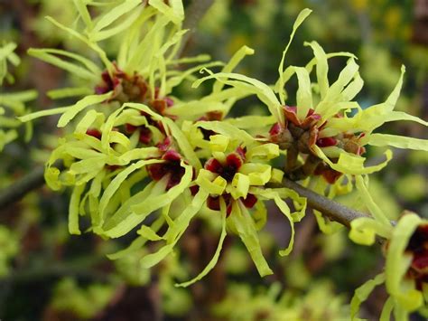 How To Grow Witch Hazel From Seed Hamamelis Species The Garden Of Eaden