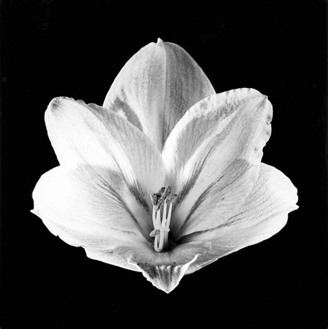 Robert Mapplethorpe Flowers