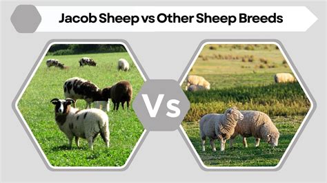 Jacob Sheep Facts Lifespan Characteristics And Complete Breed Guide