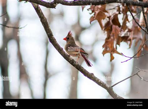 Female Cardinal Sitting On A Tree Branch Stock Photo Alamy