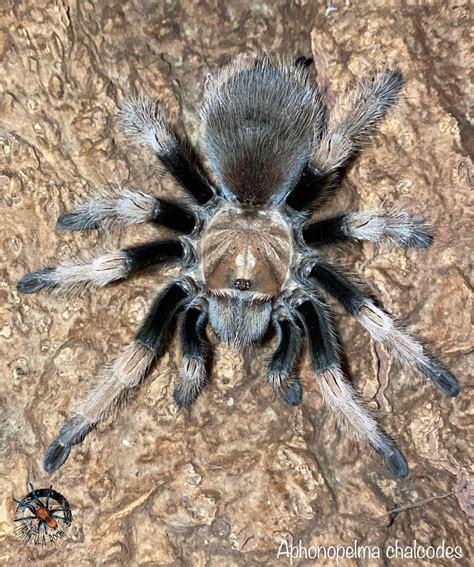 Aphonopelma Chalcodes Af Tarantula Room