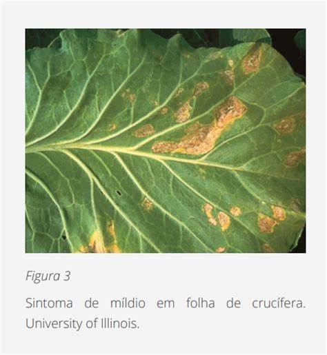 Manejo De Doenças De Couve Flor