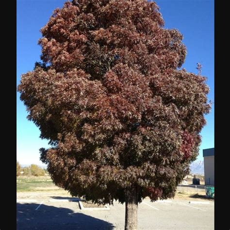 A Comprehensive List Of Arizona Trees Happy Tree Guys
