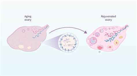 Can Reprogramming Factors Rejuvenate The Ovary