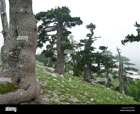 Bosnian Pine Trees Pinus Leucodermis Pollino National Park