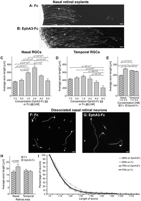 A B Microphotographs Of Nasal Retinal Explants Grown On Clustered Fc