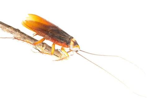 What Is The Scientific Name Of A Cockroach