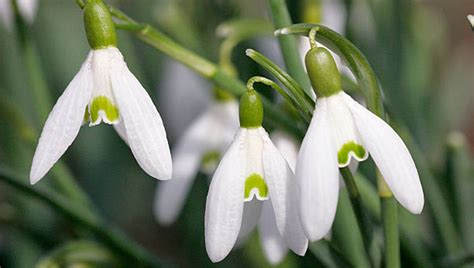 Snowdrops Varieties What Sets Different Types Of Snowdrops Apart