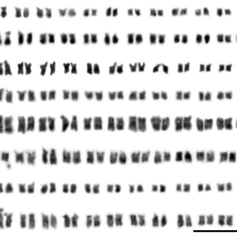 Karyograms With Cma3dapi Banding In Mitotic Metaphases Of Commercial