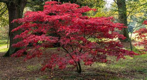 Can You Grow A Maple Tree Indoors Bigger Garden