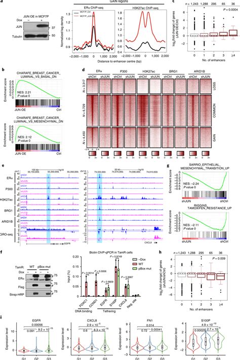 Ap1 Mediated Gain Enhancer Activation Promotes The Endocrine
