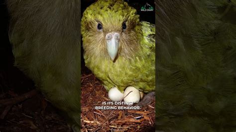 What A Kakapo Sounds Like Booming Chinging And More Eco Savvy Blog