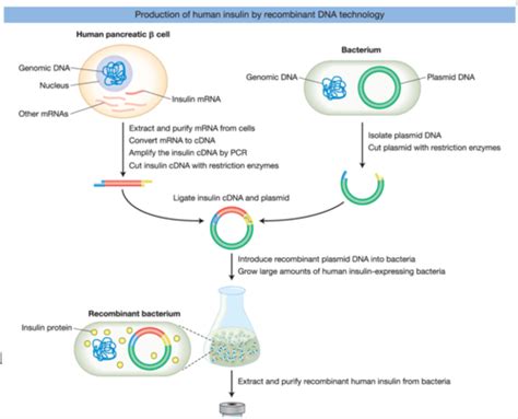 Chapter 10 Gene Isolation And Manipulation Flashcards Quizlet