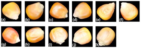 Non Destructive Classification Of Maize Seeds Based On Rgb And