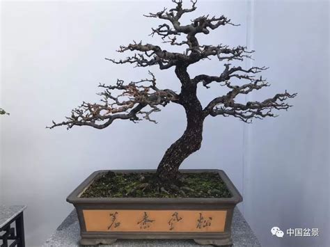 广东山格木分布城市广东哪个地方有山格木山格木在农村叫什么第17页大山谷图库