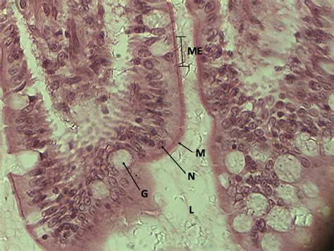 Simple Columnar Epithelium 40x