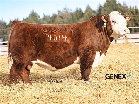 Stellpflug Next Step Hoffman