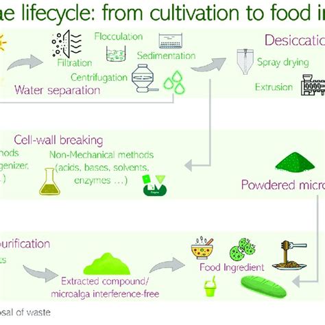 Main Nutritional Sensory And Technological Effects Of Microalgae Download Scientific Diagram