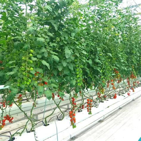 Nutrient Solution Customized Tropical Hydroponics System With Water Fertilizer Machine Sand