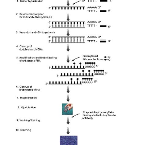 Overview Of Eukaryotic Target Labeling For Genechip ® Expression Array