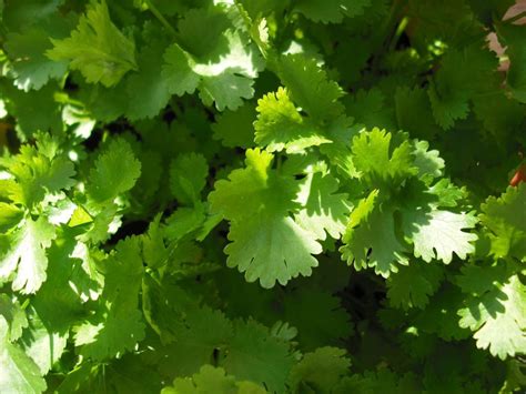 Coriandre : graine ou feuille, un parfum incomparable