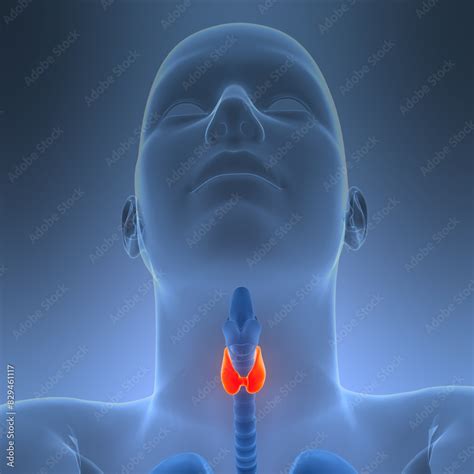 Human Body Glands Thyroid Gland Anatomy Stock Illustration Adobe Stock
