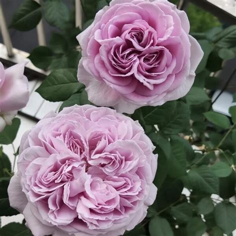 Repartil Rose Plant｜重启玫瑰