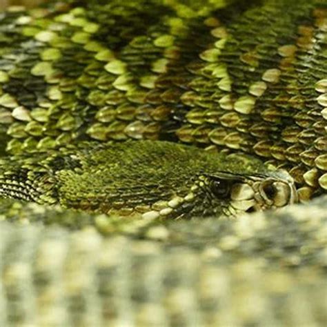 What Are Reptile Scales Made From Diy Seattle