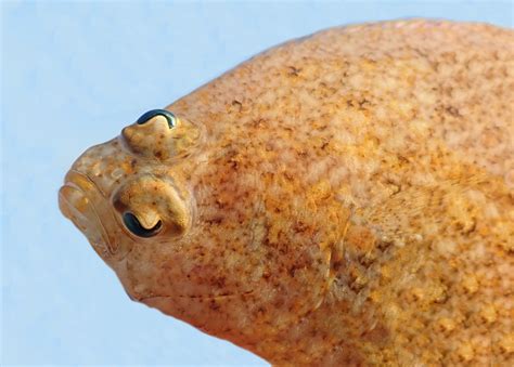 Speckled Sanddab Mexican