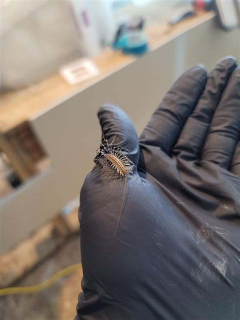 House Centipede I Found In A Smelly Roach Den Rwhatsthisbug