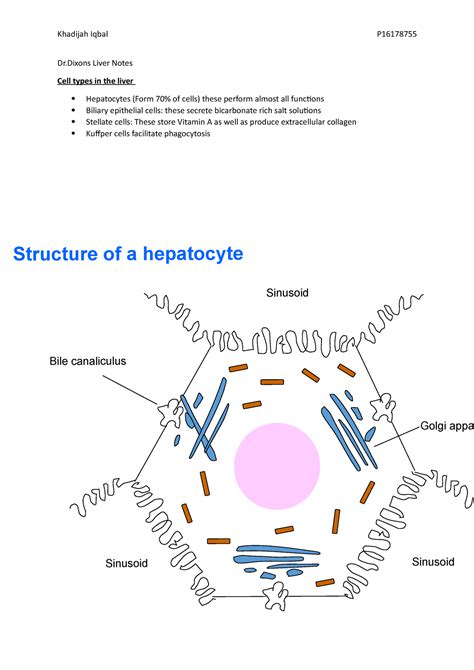 Liver Structure And Function Sinusoid Sinusoid Sinusoid Golgi Appar