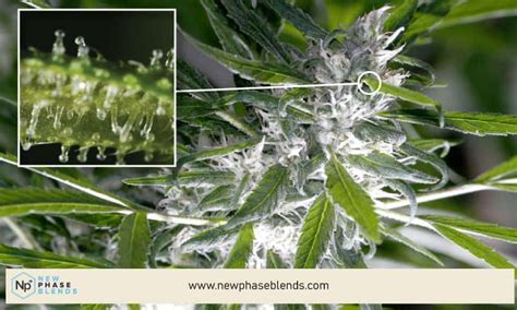 Hemp Vs Cannabis What Is The Difference Is There One