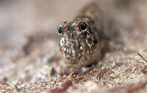 5 Facts About Mudskippers Ocean Conservancy