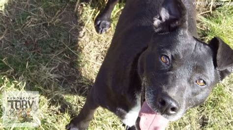 Pebbels Busca Hogar O Padrino Cdm México Fundación Toby