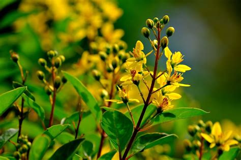 Kumpulan Gambar Bunga Kecil Terbagus Dan Terlengkap Blog Pengajar Tekno