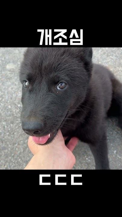 개조심 ㄷㄷㄷ Youtube