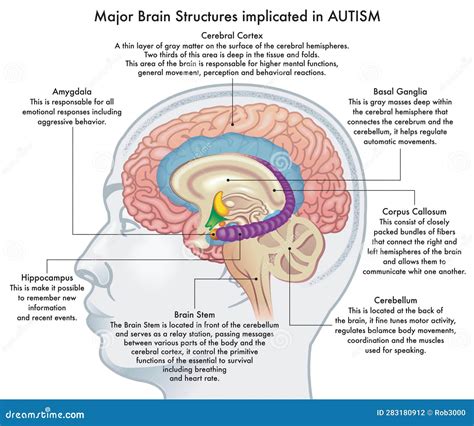 Major Human Brain Structures Implicated In Autism Stock Vector