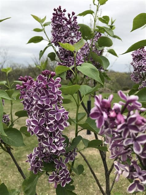23 Beautiful Types Of Lilac Trees ProGardenTips