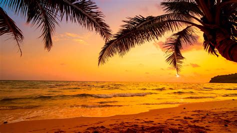 Tropical Sea Sunset Tropical Landscape Ocean Seascape Palm Tree
