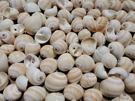 1 15 Natica Vitellus Moon Snail Seashells 5 Shells Craft Shells Etsy