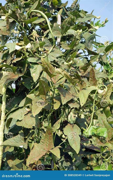 Rust Disease Symptom On Yard Long Bean Leaf Stock Image Image Of