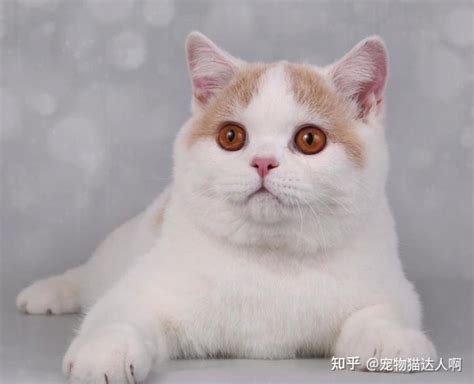 英短猫的 品种”超多，你认识几种呢？ 知乎